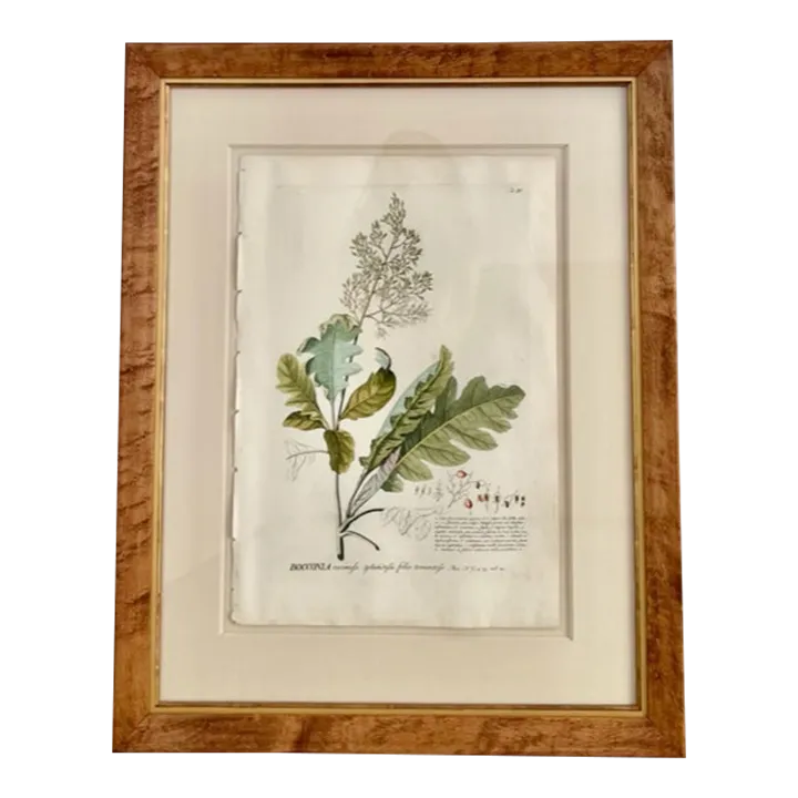 Georg Ehret 18th Century Original Botanical Engraving “Bocconia” Tab IV ...