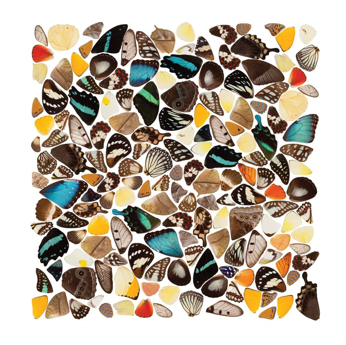 Metamorphic, Square, Unframed Artwork | Chairish