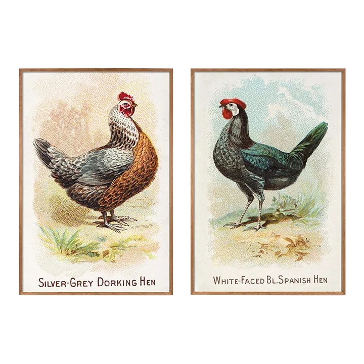 Farmhouse Hen Print Set - 24" X 36" Set of Two | Chairish