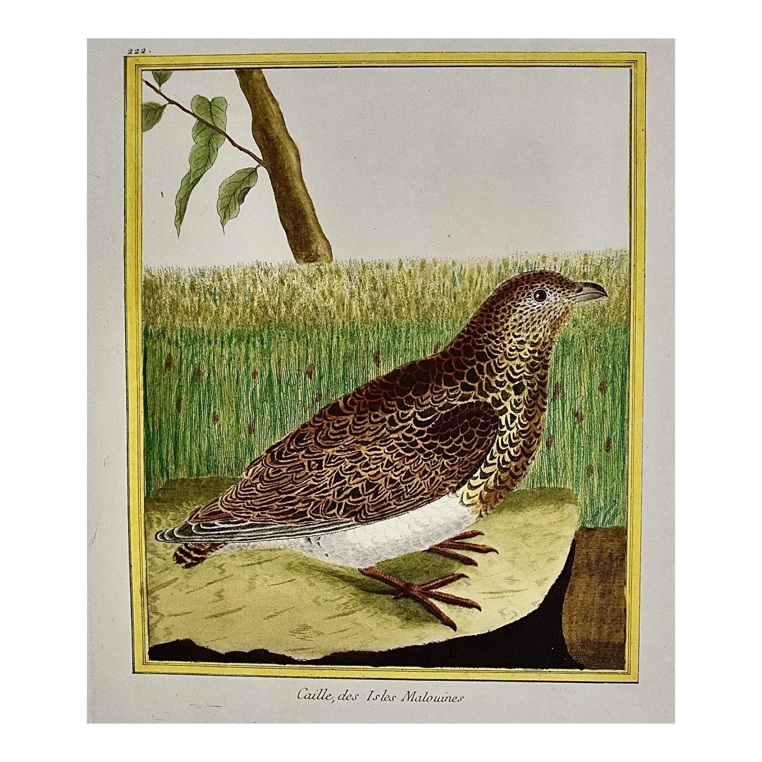A Falkland Island Quail: An 18th Century Hand-Colored Engraving by ...