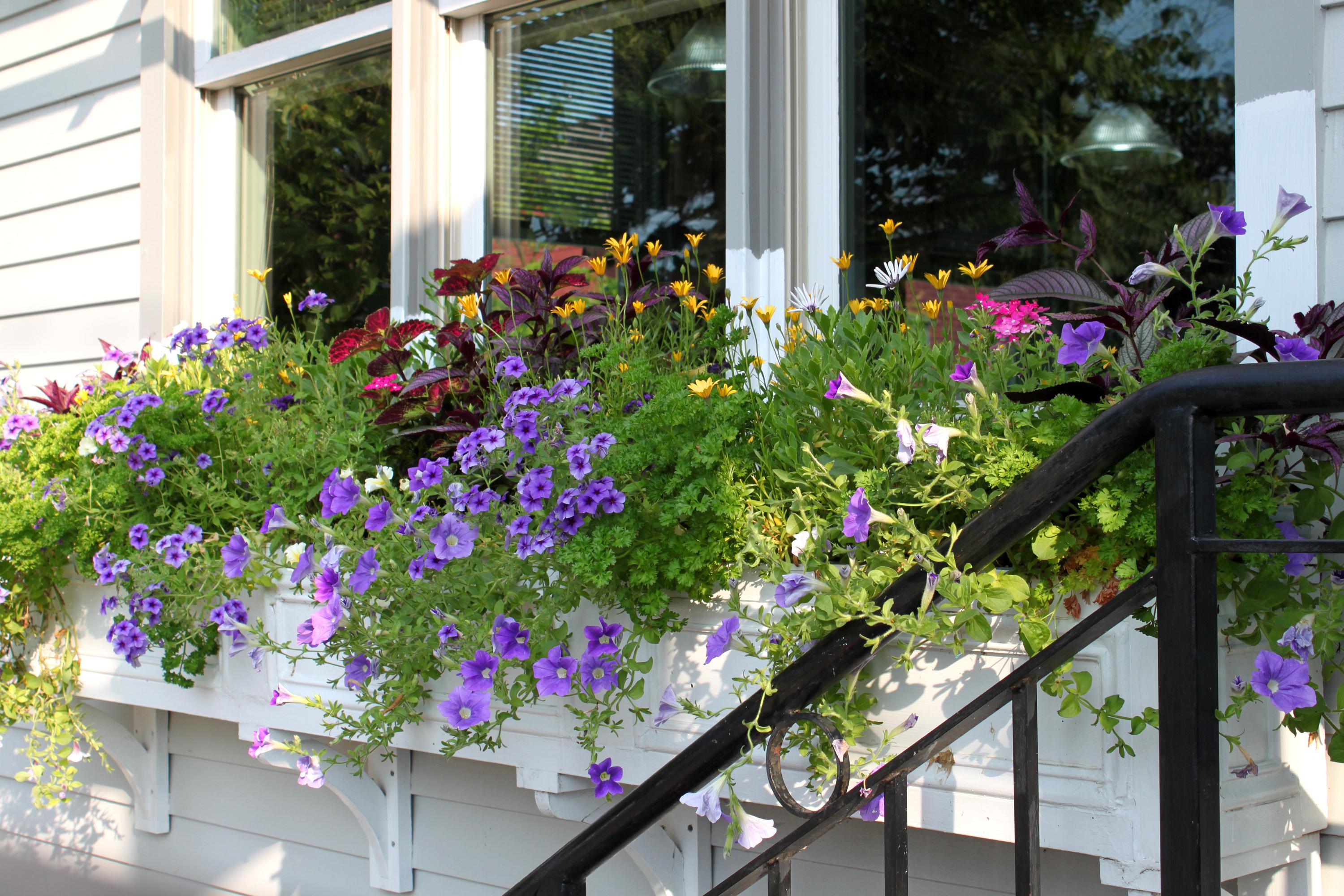 Window Flowers Photograph by Josh Moulton | Chairish