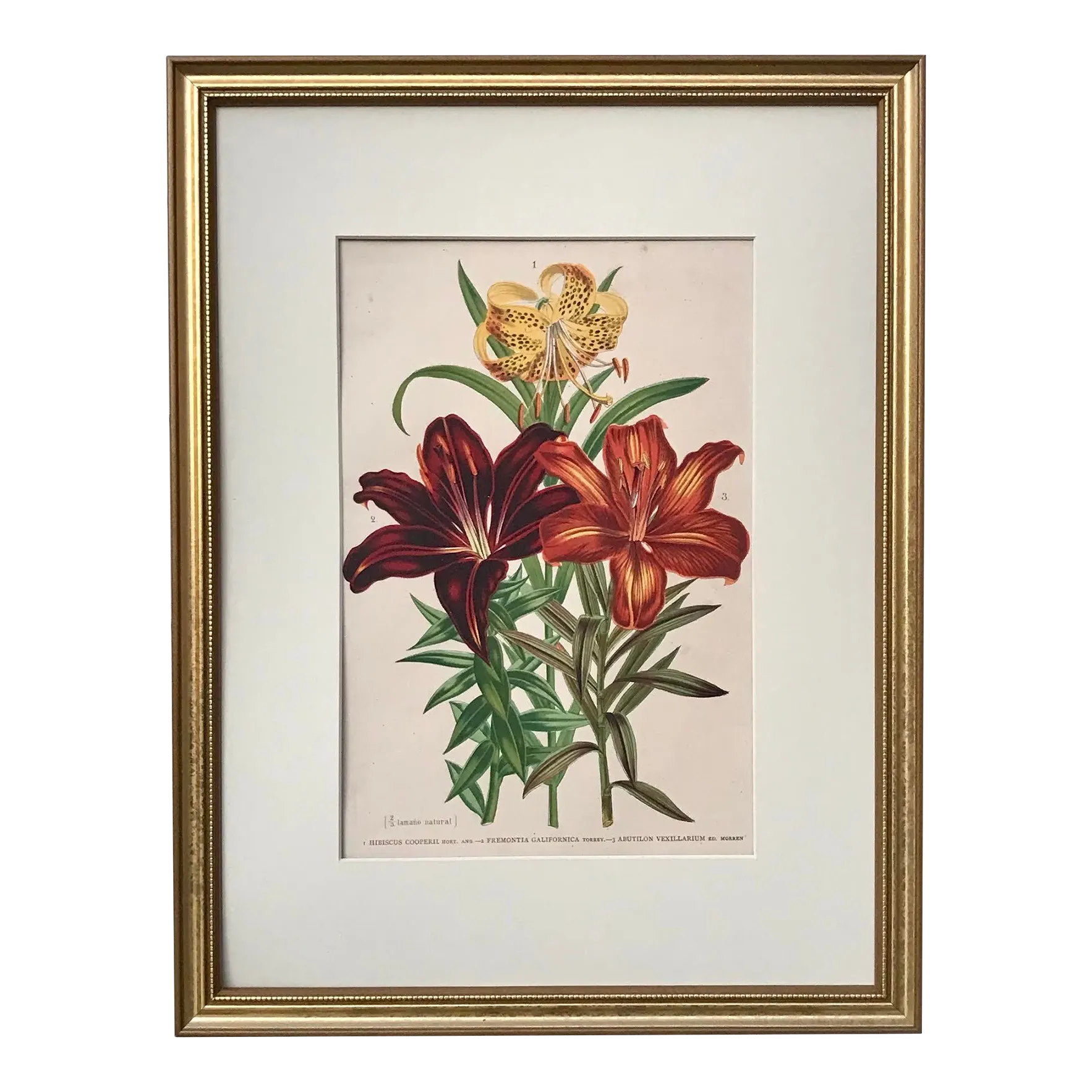 Antique Tropical Hibiscus Floral Botanical Color Lithograph Print 1896 ...