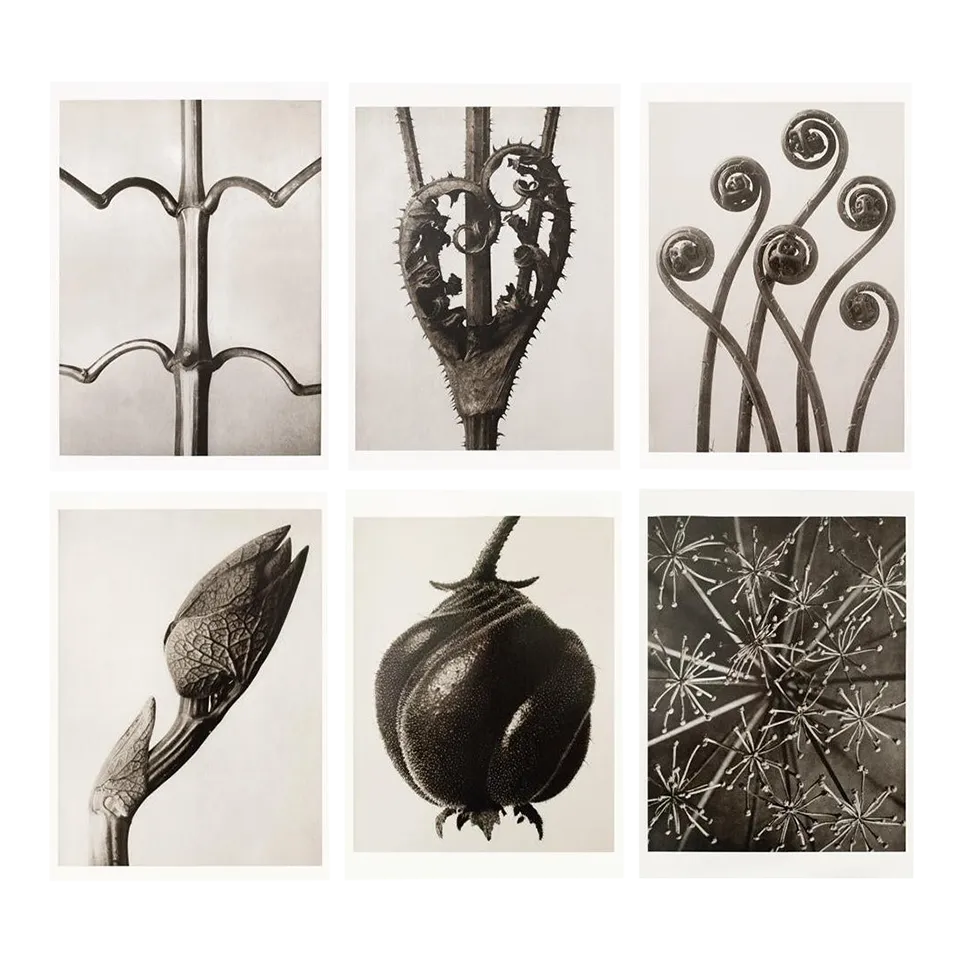 1995 Karl Blossfeldt Original Posters - Set of 6 | Chairish