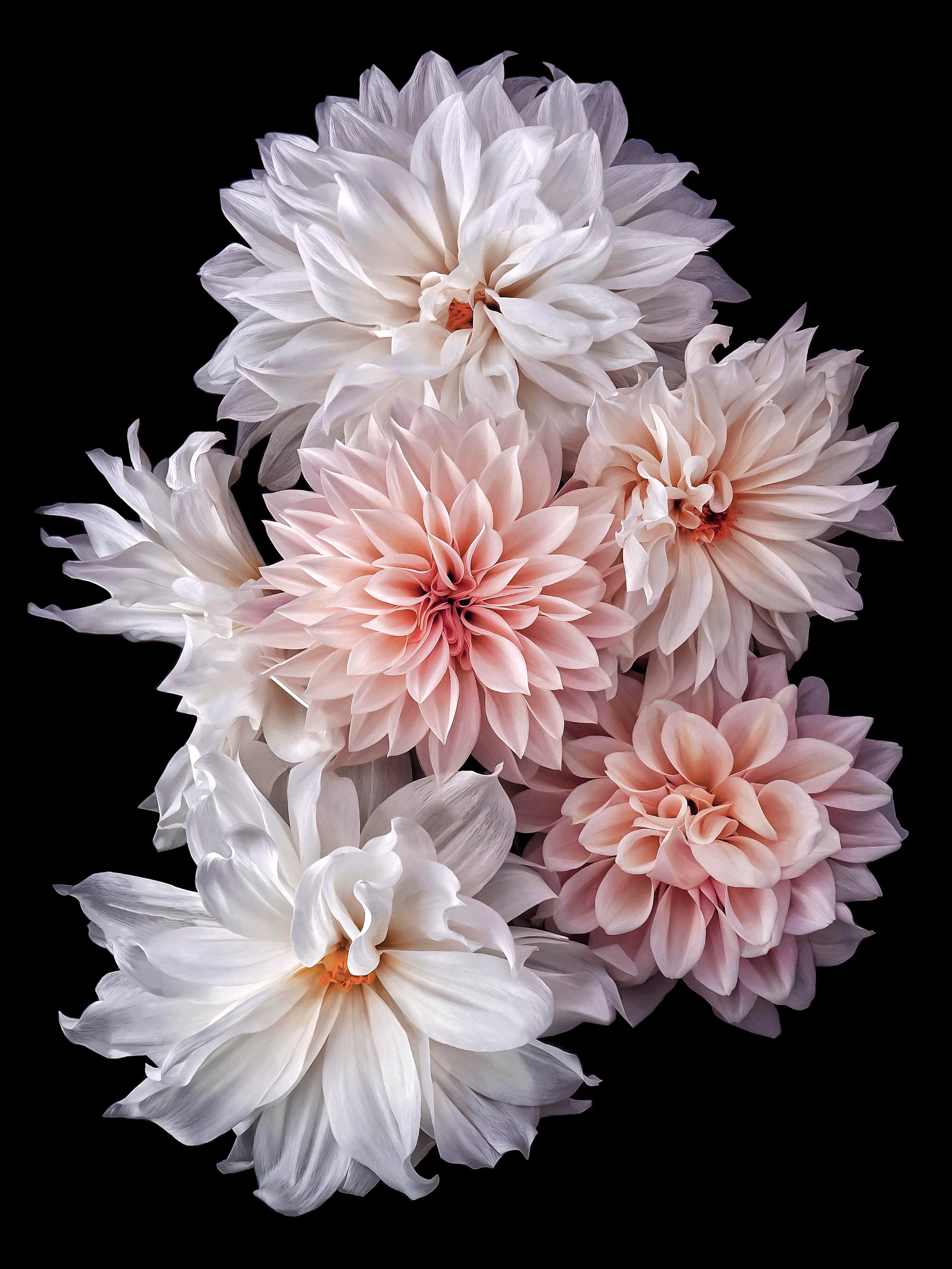 Photographic Botanical Print, "Fairytale" Portrait by Artist Debi ...