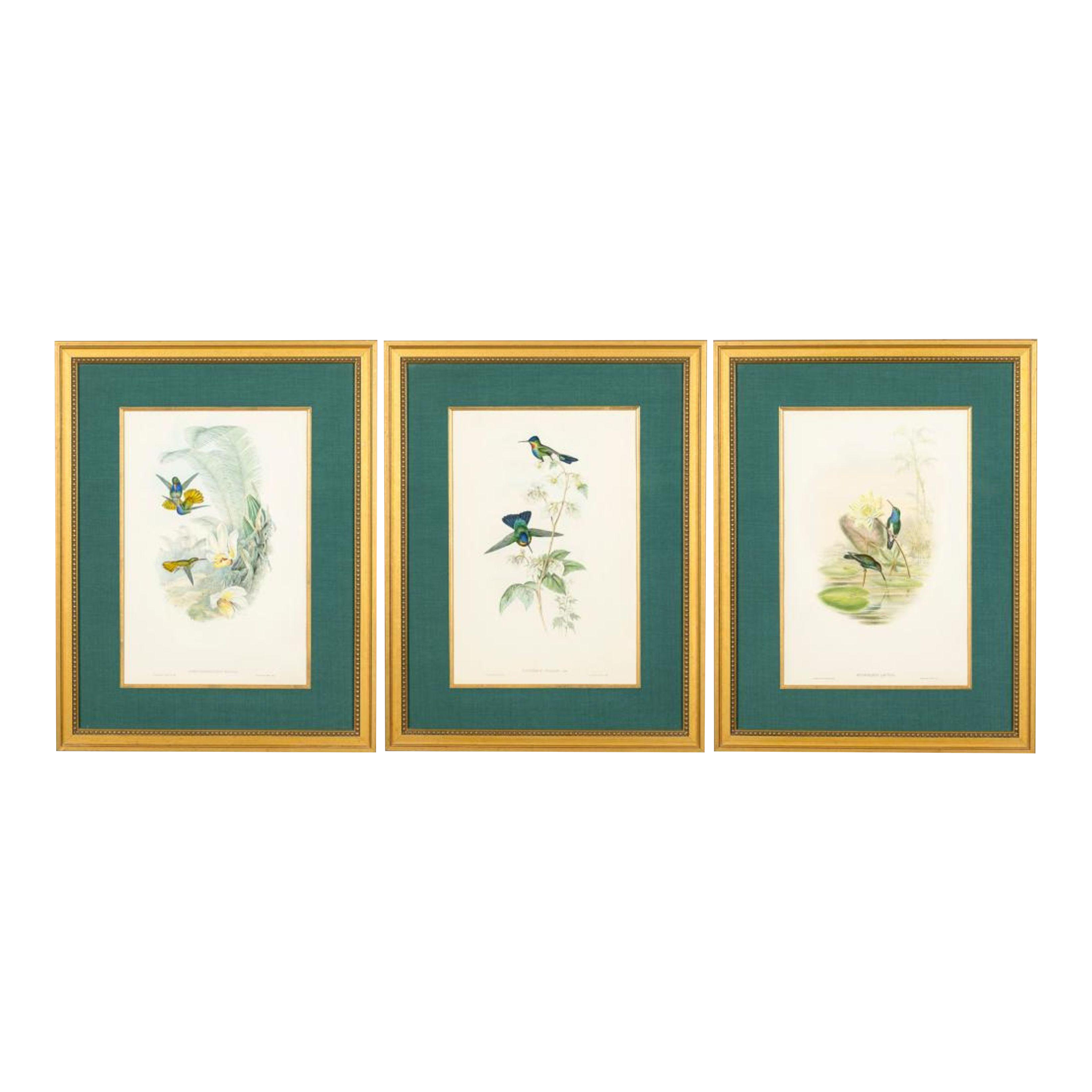 19th Century Hummingbird Botanical Prints in Giltwood Frames – Set of 3 ...