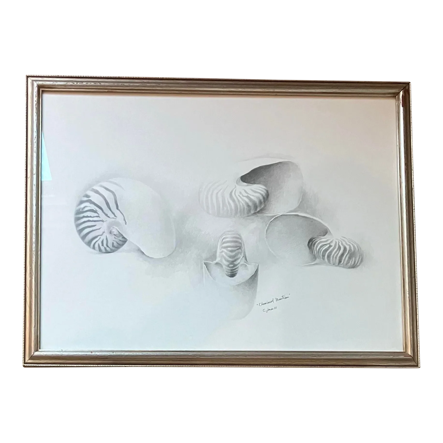 1980’s Original Beachy Seashell Pencil Drawing | Chairish
