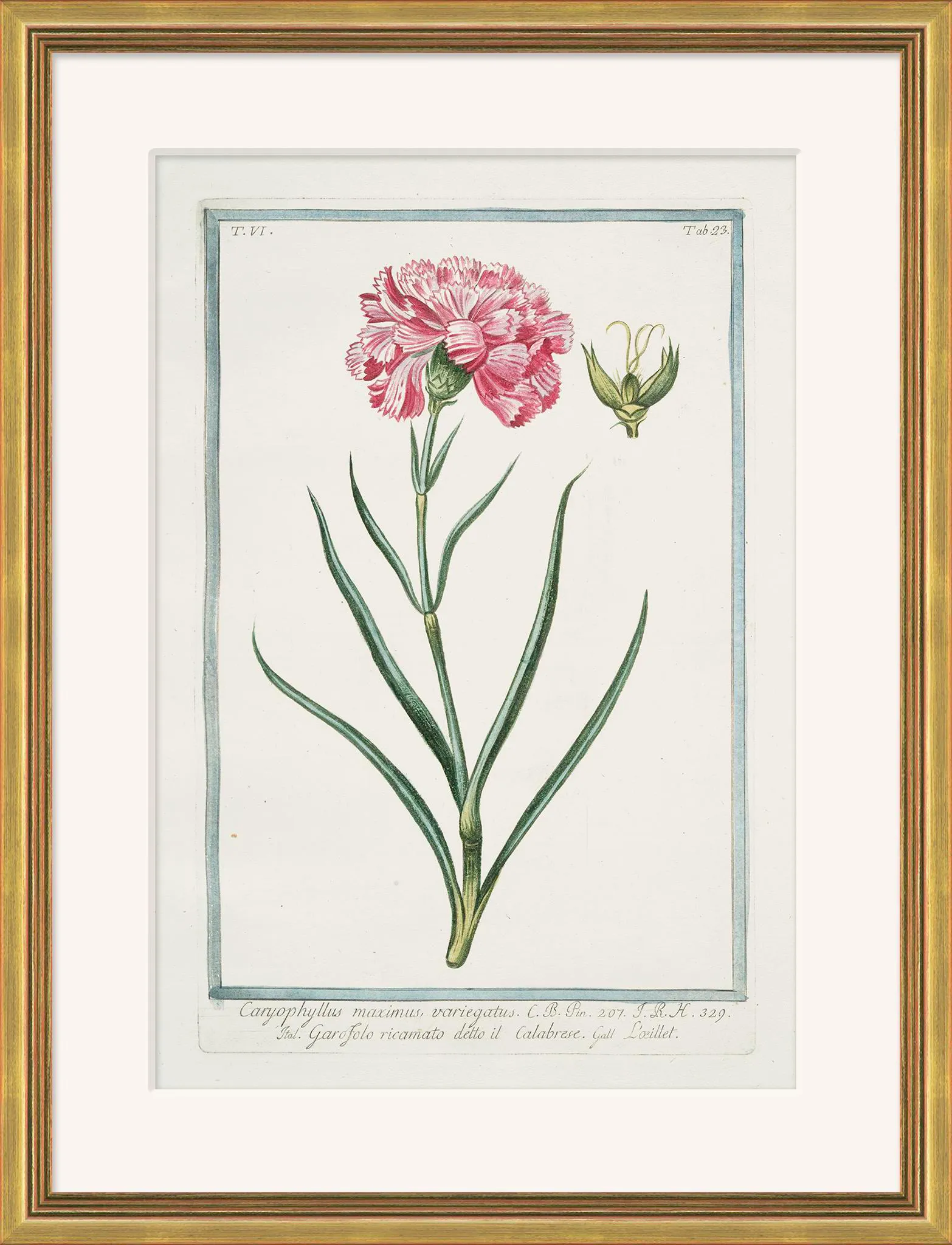 Hortus Romanus 1772-1793 XIV Framed Art Print | Chairish