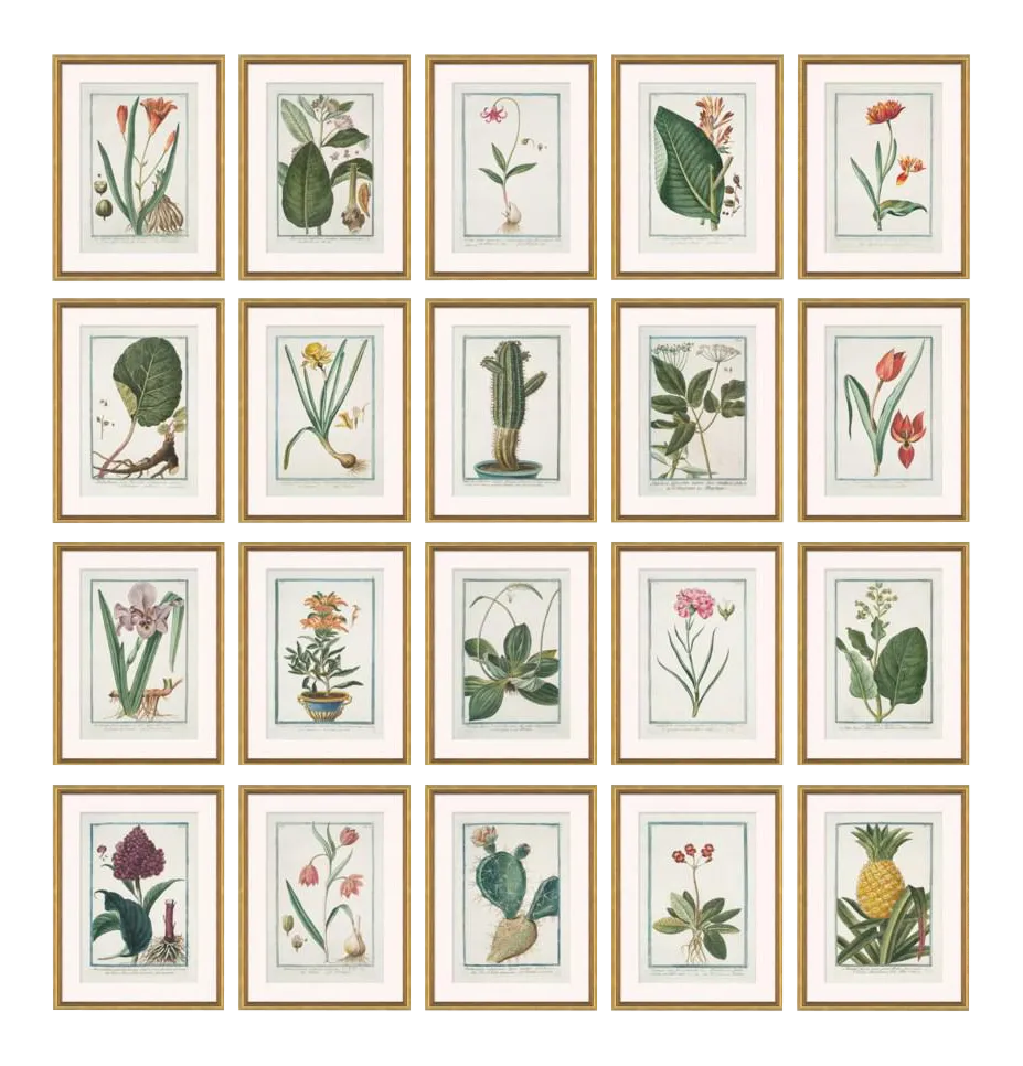 Hortus Romanus 1772-1793 Framed Art Prints - Set of 20 | Chairish