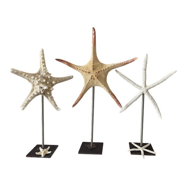 Coastal Boho 3 Sea Stars Sea Shells Specimens on Stands Marine Decor ...