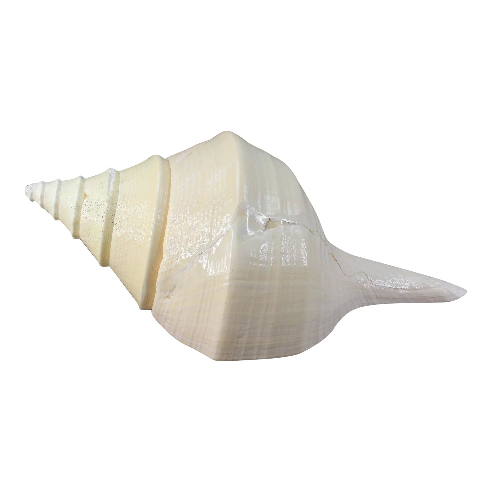 Large Syrinx Aruanus Australian Trumpet Conch Seashell | Chairish