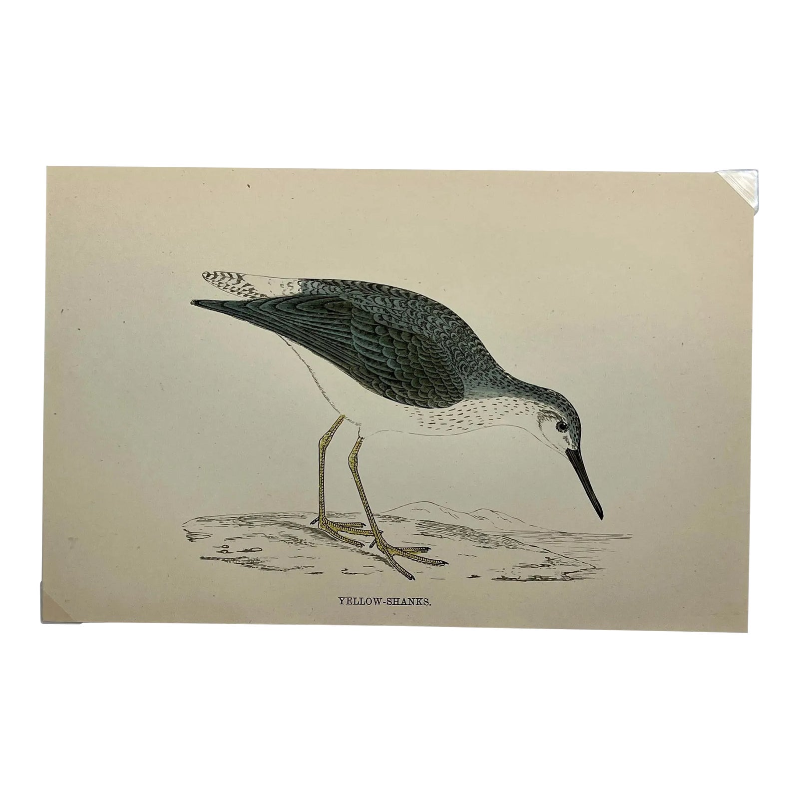 Antique Bird Print From England Showcasing a Yellow Shanks - Circa 1888 ...