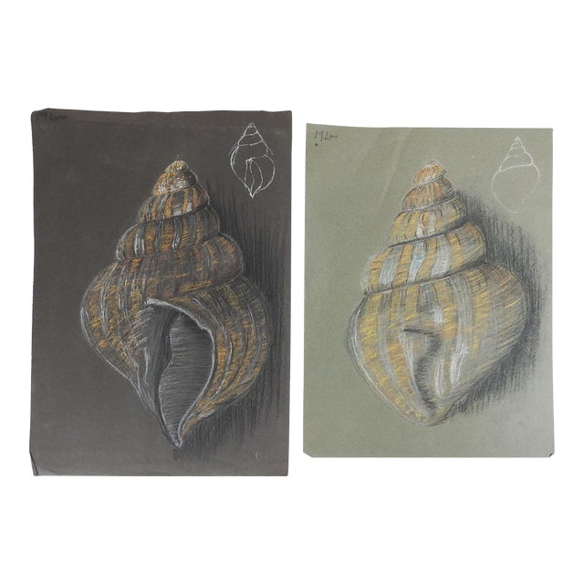 Antique Circa 1910 Shell Pastel Drawings - a Pair | Chairish