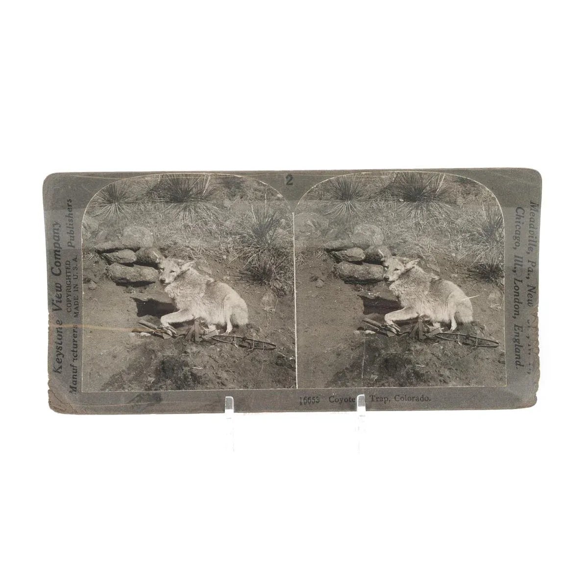 Coyote in Trap - 1900s Keystone Stereo Photograph | Chairish
