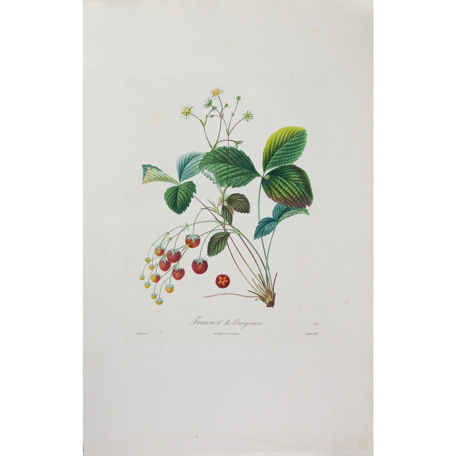 Early 19th Century "Fraisier De Bargemon" (Strawberry of Bargemon ...