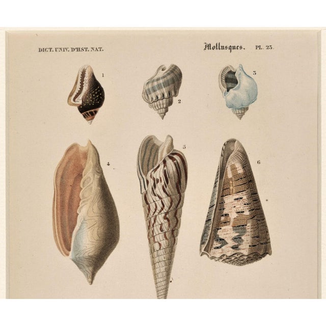 1849 Matted Hand-Colored Seashell Engraving Print | Chairish