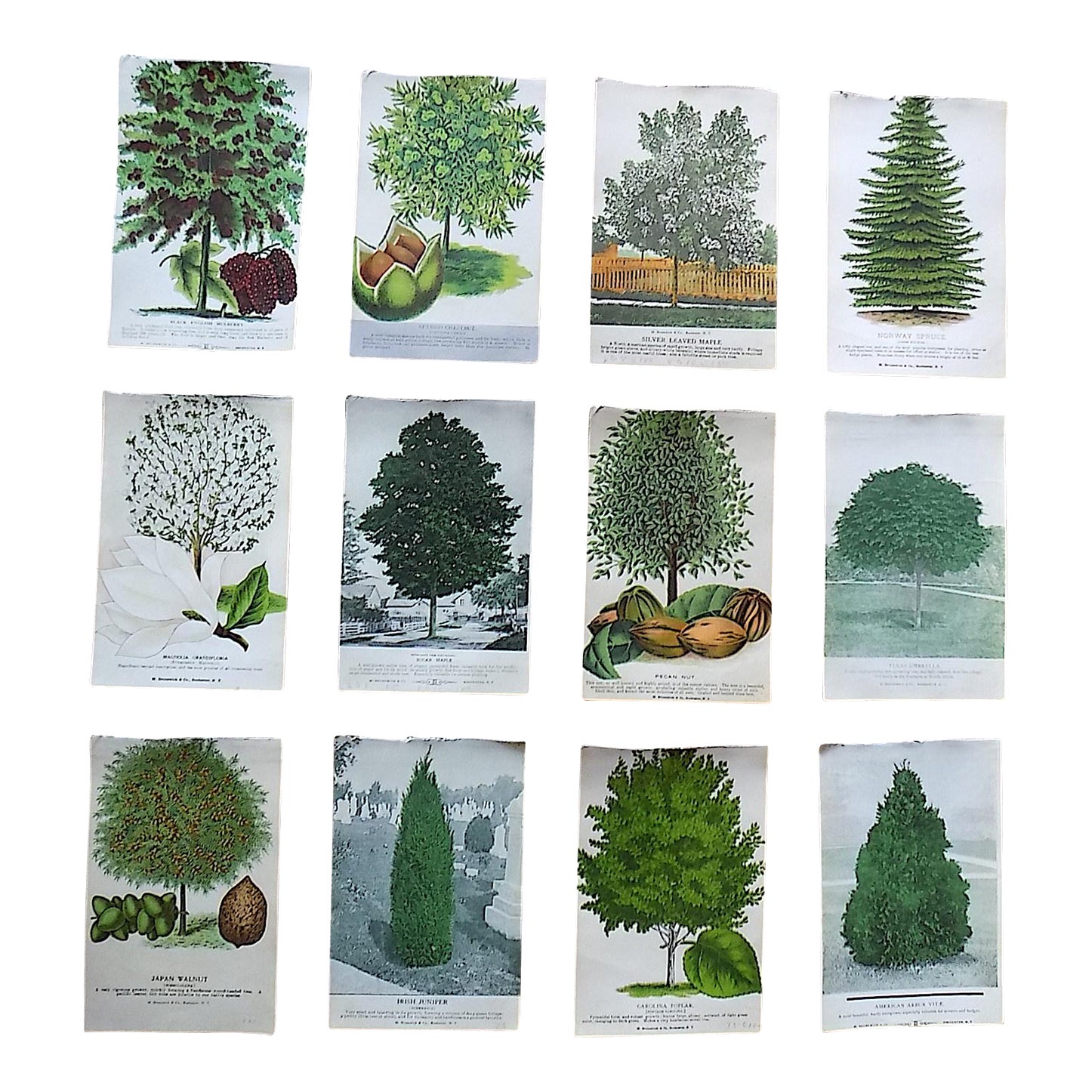 Antique Hand Finished Tree & Shrub Lithographs - Set of 12 | Chairish