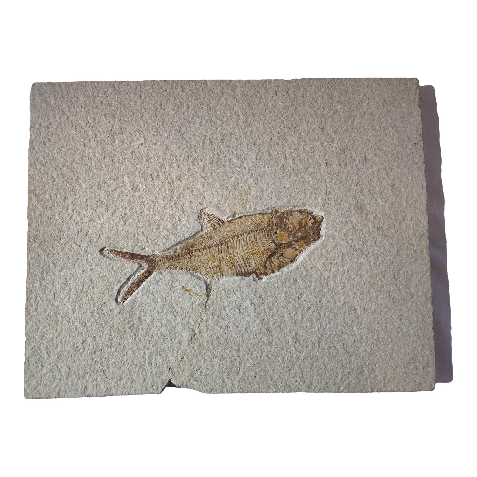Eocene Fossil Fish Plate – Green River Formation, Wyoming | Chairish