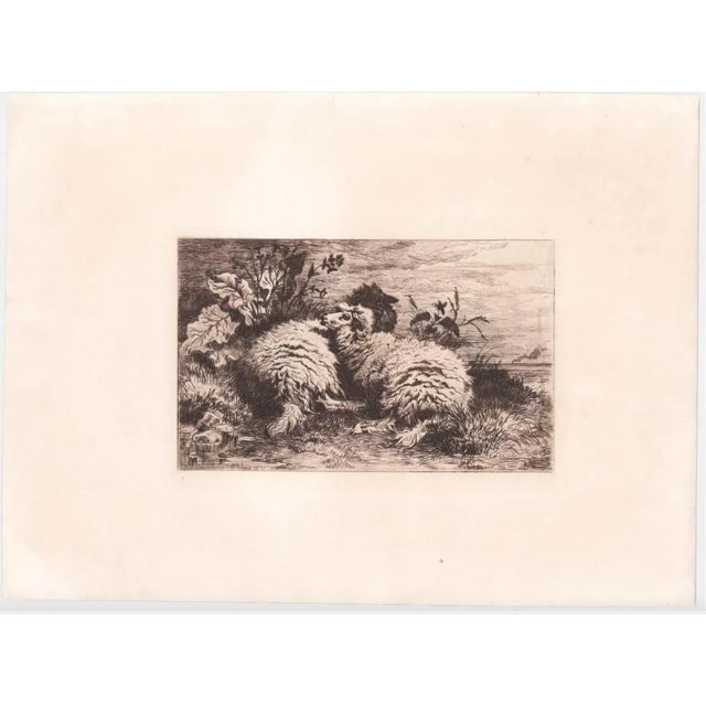 Antique Thomas Cooper Etching of Sheep | Chairish
