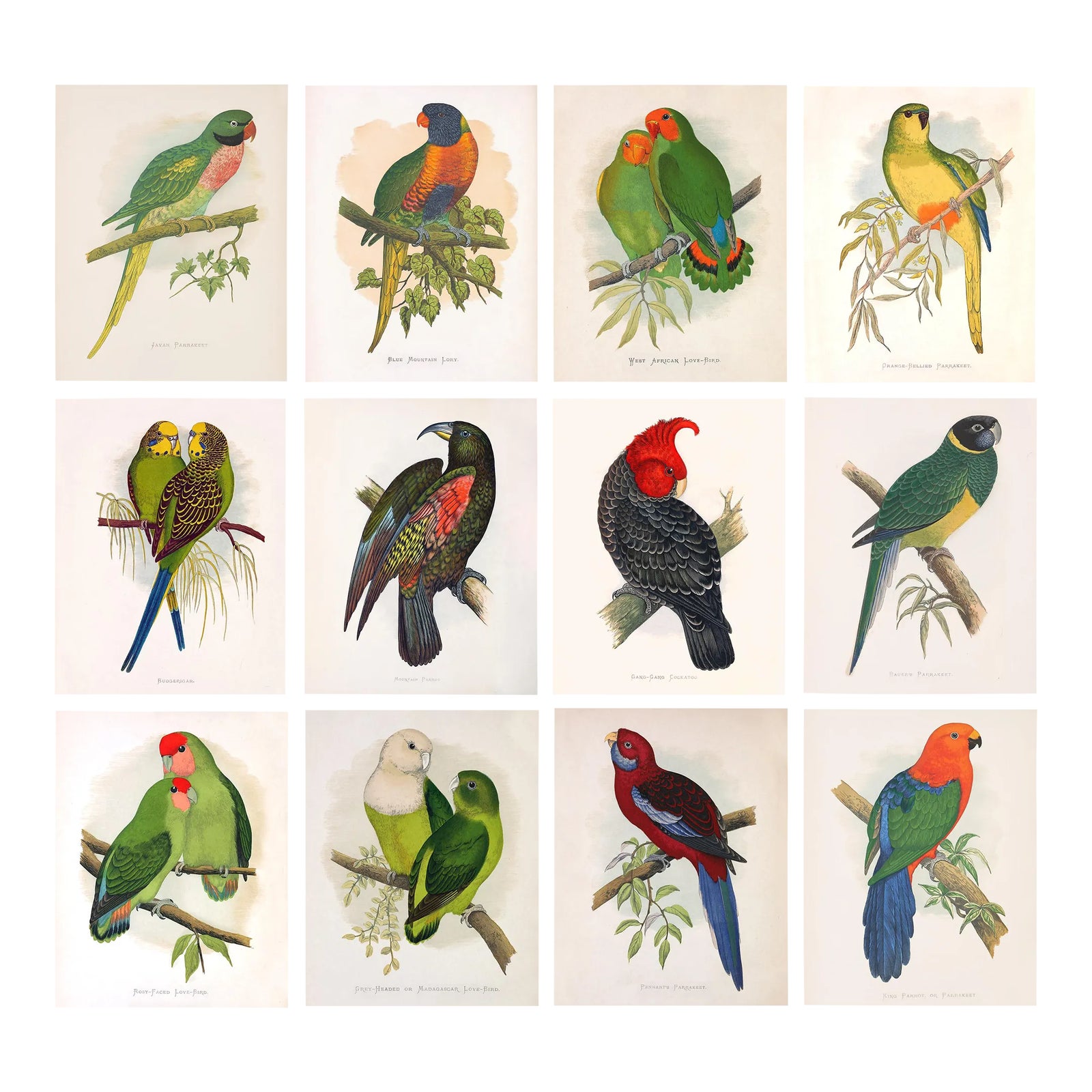 19th Century British Parrot Study - Set of 12 | Chairish