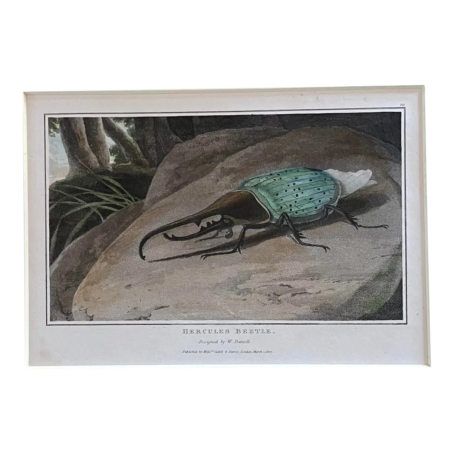 “Hercules Beetle” English Insect Lithograph, C-1807 | Chairish
