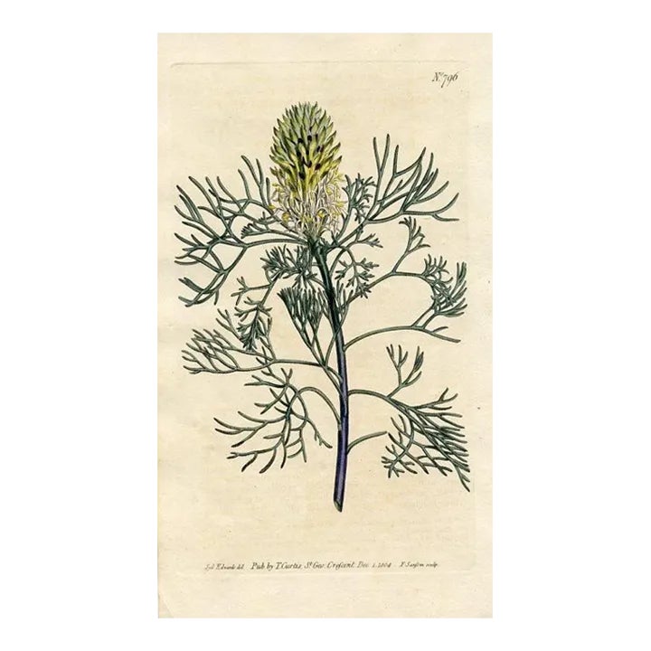 1804, Fennel-Leaved Conesticks Print, Curtis's Botanical Magazine ...