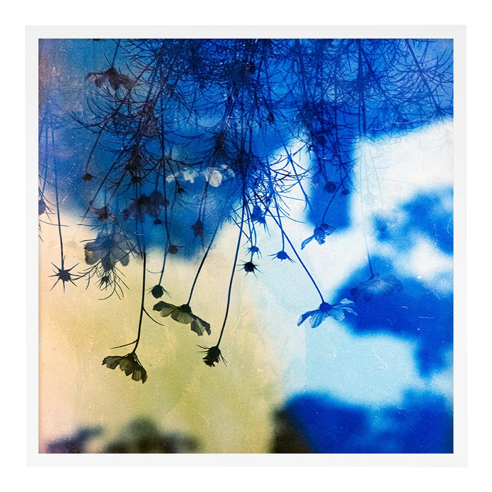 No Filter 2 by Annie Spratt Contemporary Photograph in White Frame ...
