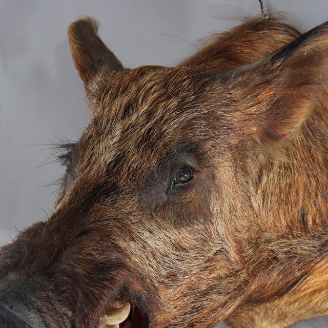 Antique Taxidermy Boar’s Head Mount C1920 | Chairish