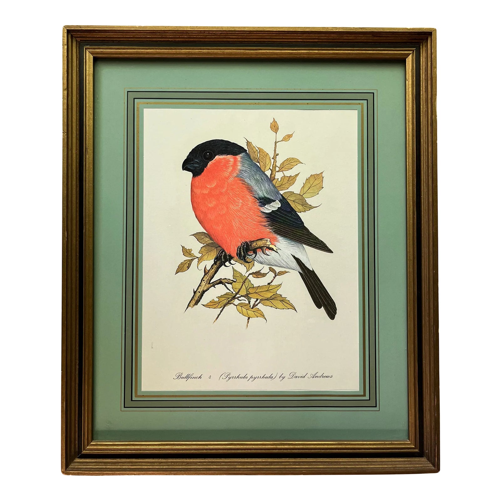 Framed Bird Print | Chairish