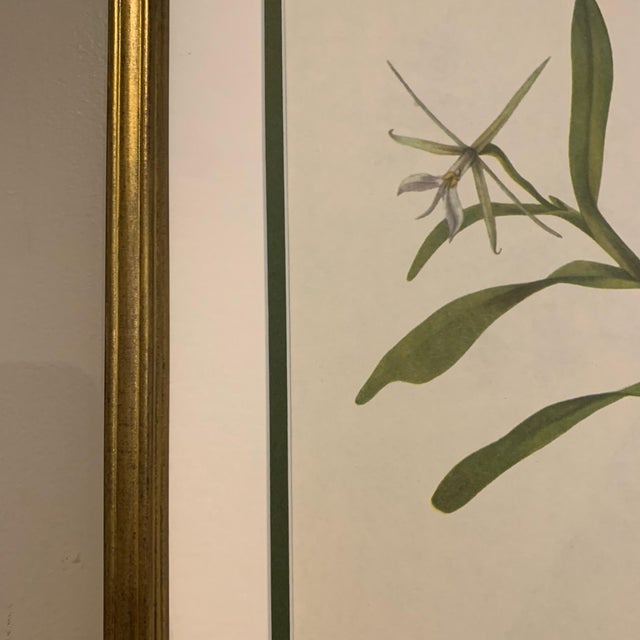 Vintage Botanical Prints -Gold Framed Authentic 1963 Prints | Chairish