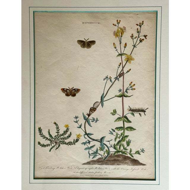 Early 19th C. English Traditional Botanical Plate in Silver Gilt Frame ...
