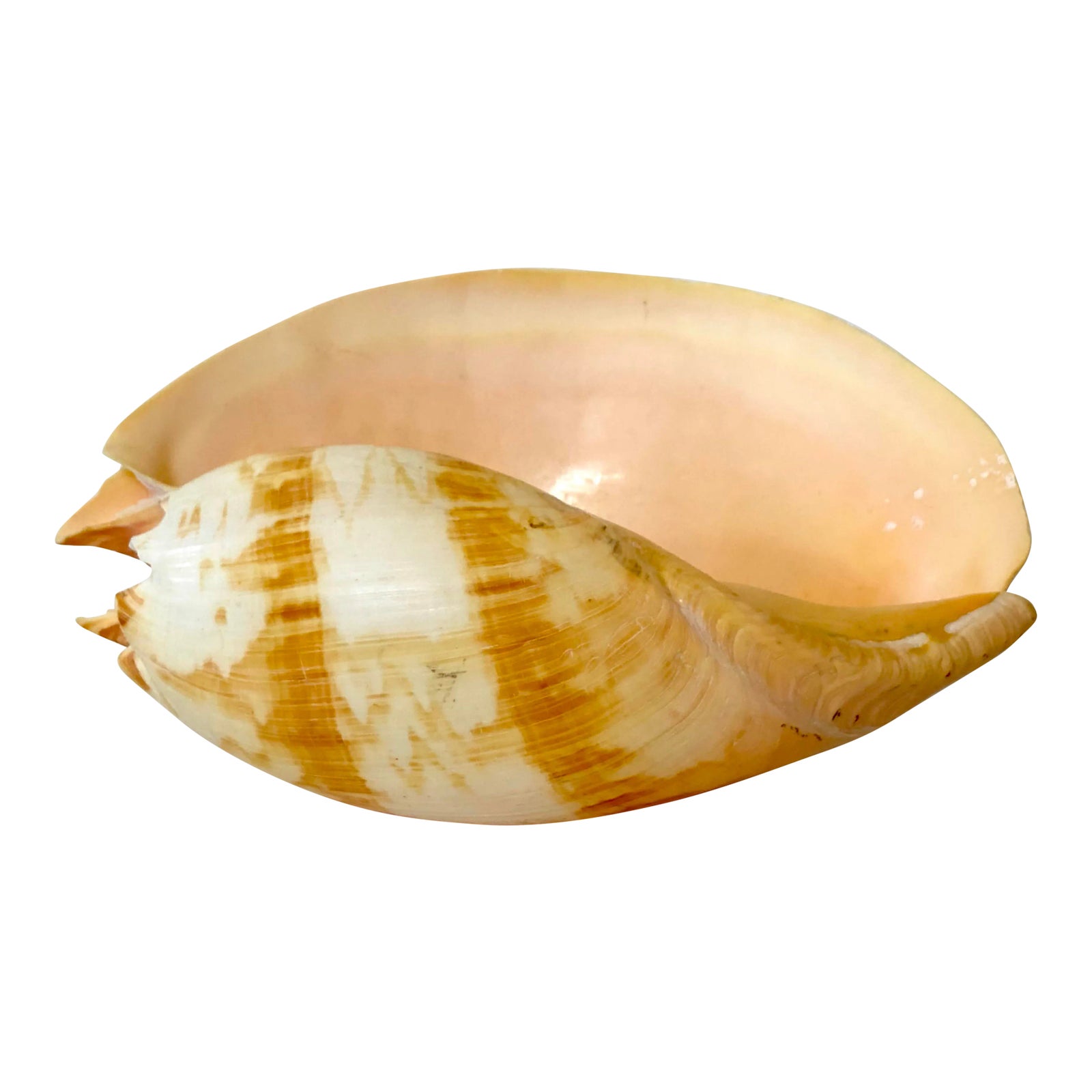 Large Melo Amphora Shell | Chairish