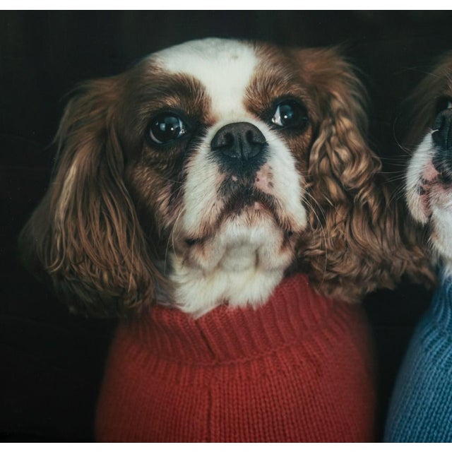 William Wegman "Spaniels" Photograph 2005 | Chairish
