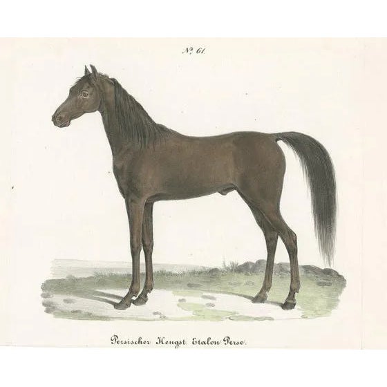 Schinz, Illustration of a Persian Stallion, 1827, Print | Chairish