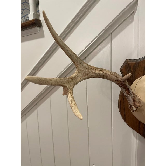 Mid 20th Century 8 Point Deer Antler Mount | Chairish
