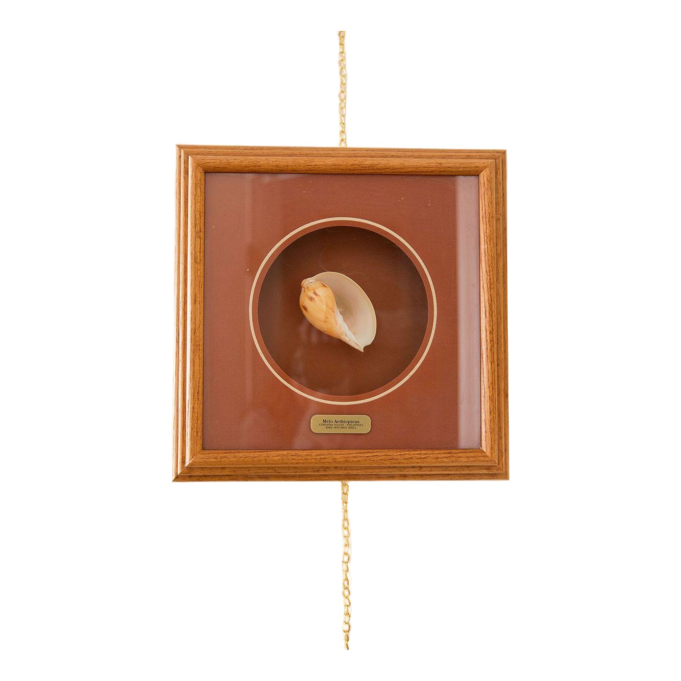 Mid 20th Century Large Framed Rare Sea Shell | Chairish