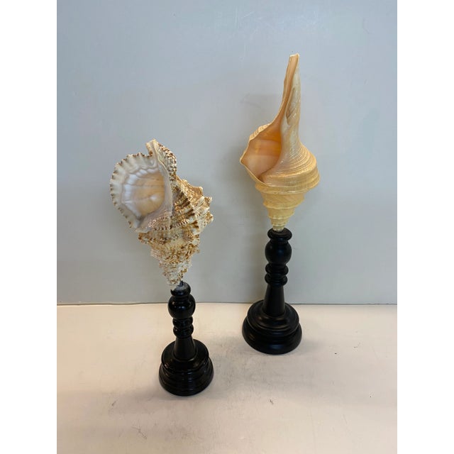 Pair of Late 20th Century Natural Garniture Shell on Stand | Chairish