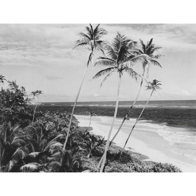1964 Barbados Beach Tropical Photograph | Chairish