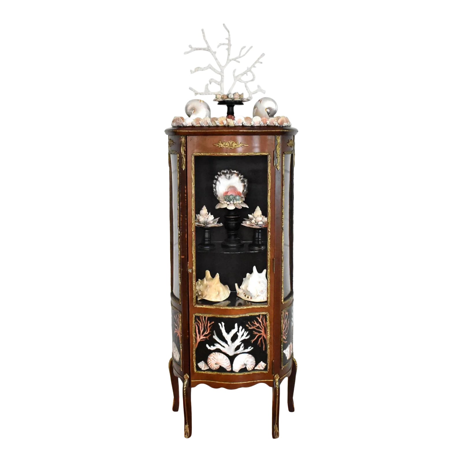 Kunstkabinett of Shells by Susannah Carson | Chairish