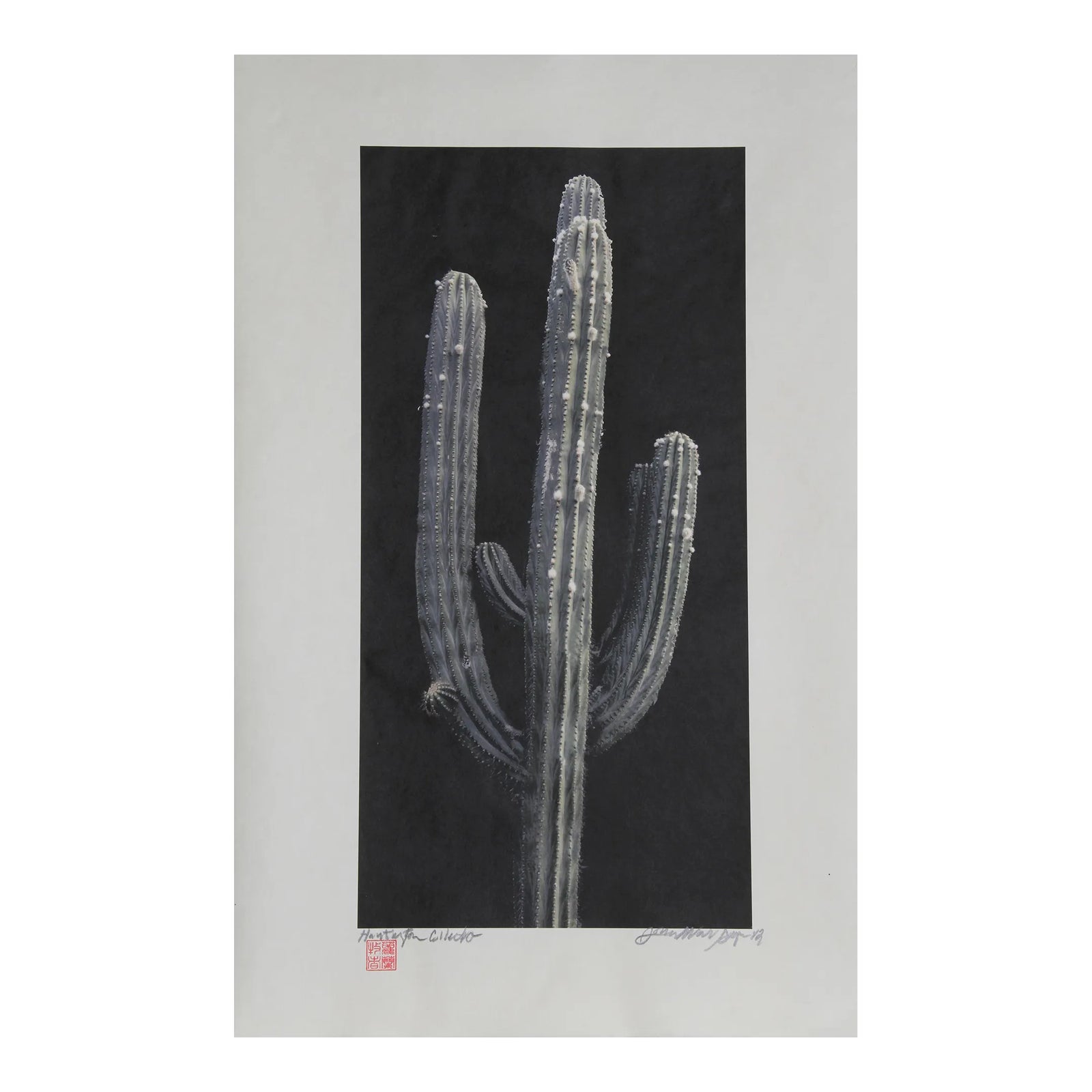 Cactus, Jonathan Singer, Photography | Chairish