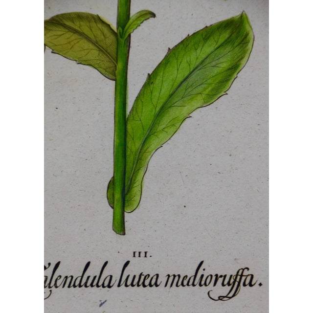 Basilius Besler Calendula Flowers: An 18th Century Hand-colored ...