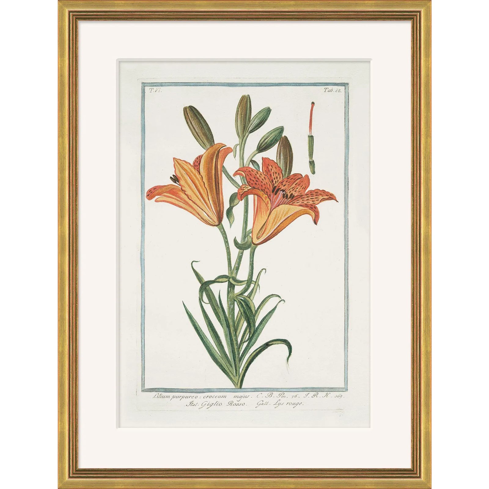 Hortus Romanus 1772-1793 XXXII Framed Art Print | Chairish