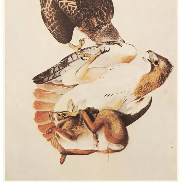 1966 Red-Tailed Hawks After John James Audubon, Cottage Print | Chairish