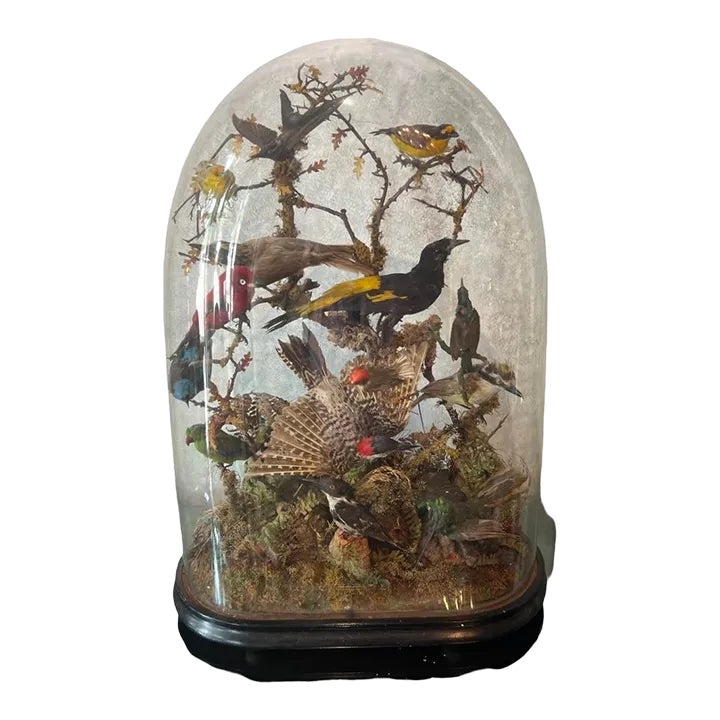 Antique 19th Century Victorian Diorama of 13 Tropical Birds 1870 | Chairish