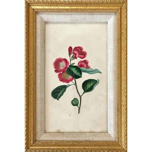 Antique 19th Century Hand Painted Watercolor Victorian Botanical Prints ...