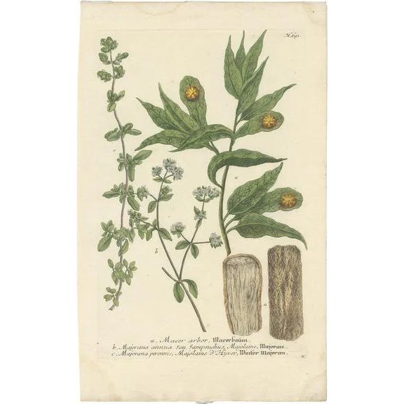 Weinmann, Botany Illustration of Winter Marjoram and Other Plants, 1740 ...
