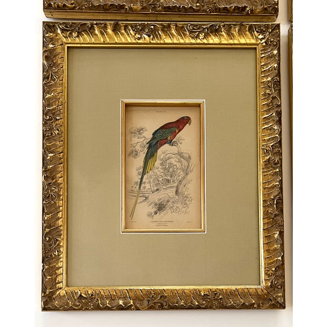 19th Century Bird Engravings - Set of Four | Chairish