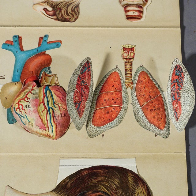 Antique Foldable Anatomical Brochure Depicting Human Anatomy | Chairish