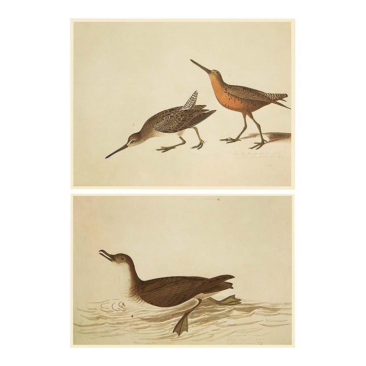 1966 Vintage Cottage Print, "Manx Shearwater and Curlew Sandpiper ...