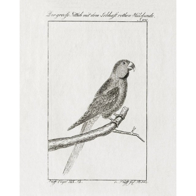 Black and White Bird Etching Print | Chairish