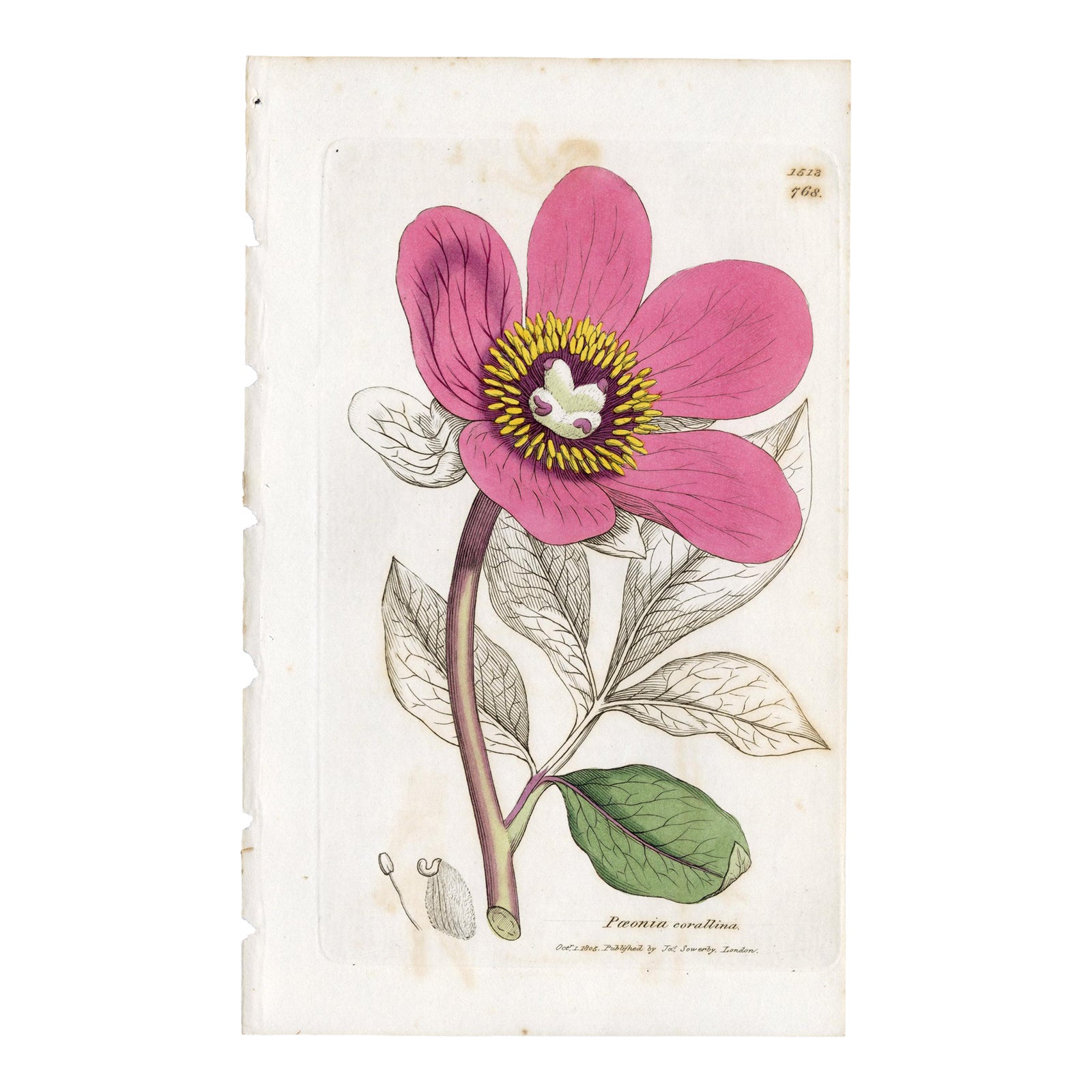 Antique Hand-Colored Botanical Print by the Sowerby Family — English ...